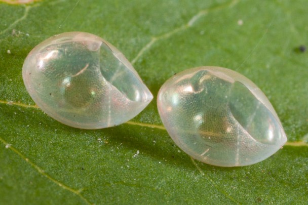 Hatched Coreid Eggs | Nature Closeups