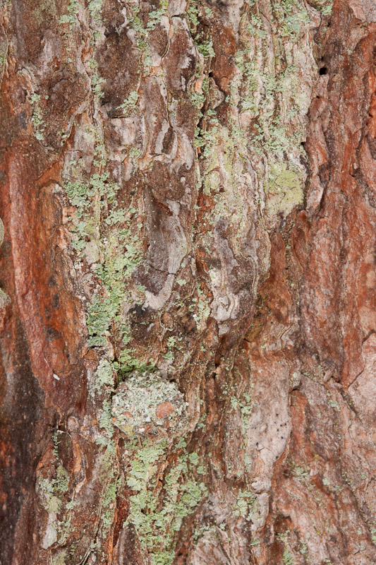 Crypsis Challenge #1 Reveal | Nature Closeups