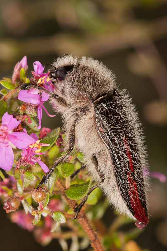 Fuzzy Jewel Beetle | Nature Closeups