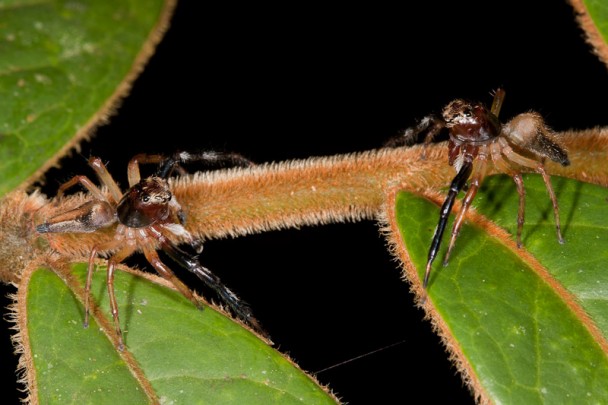 Dueling Salticids | Nature Closeups