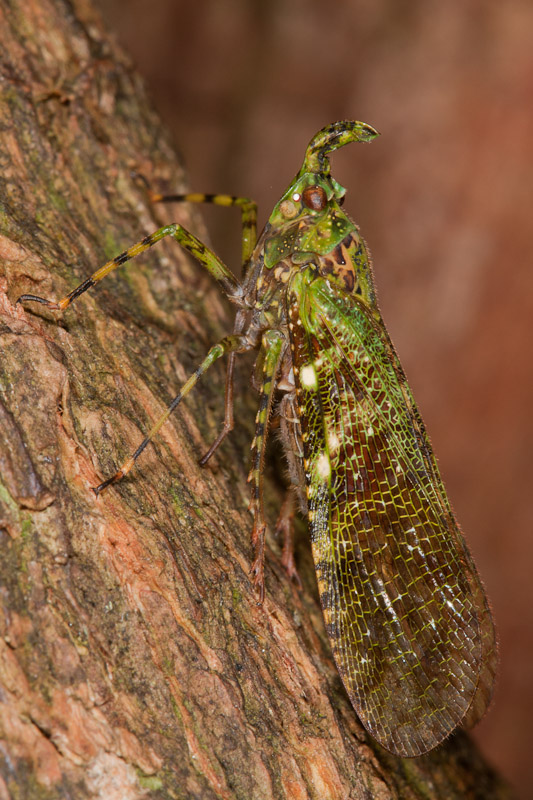 Snobbish Fulgorid | Nature Closeups