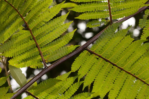 Crypsis Challenge #2 Reveal | Nature Closeups