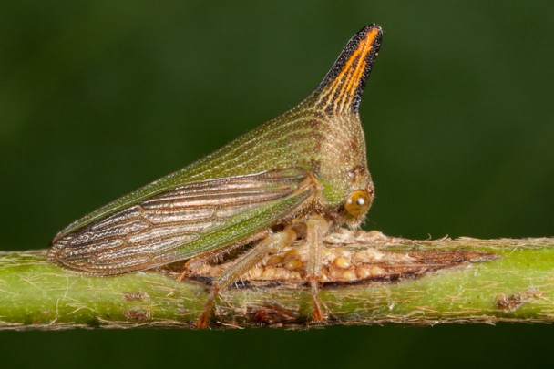 Treehopper with Eggs | Nature Closeups