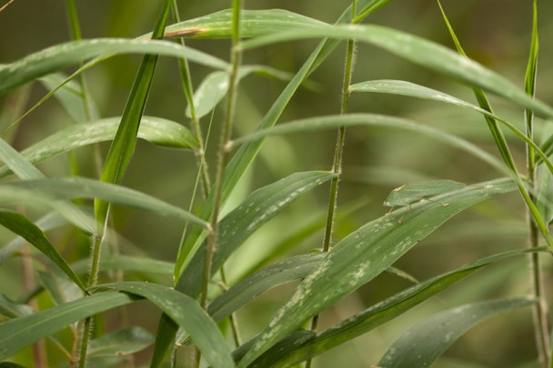 Crypsis challenge #4 | Nature Closeups