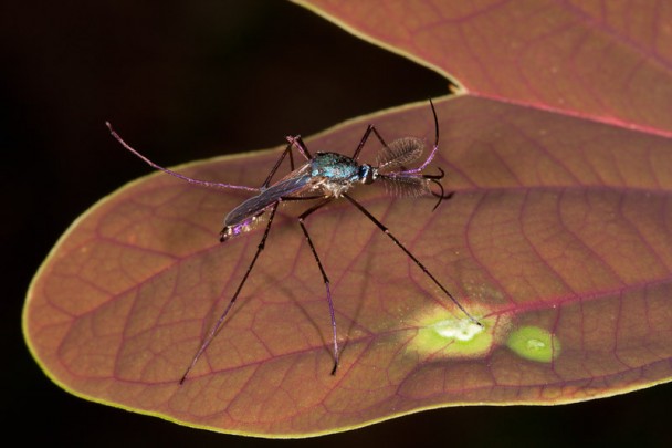Handsome Mosquito | Nature Closeups