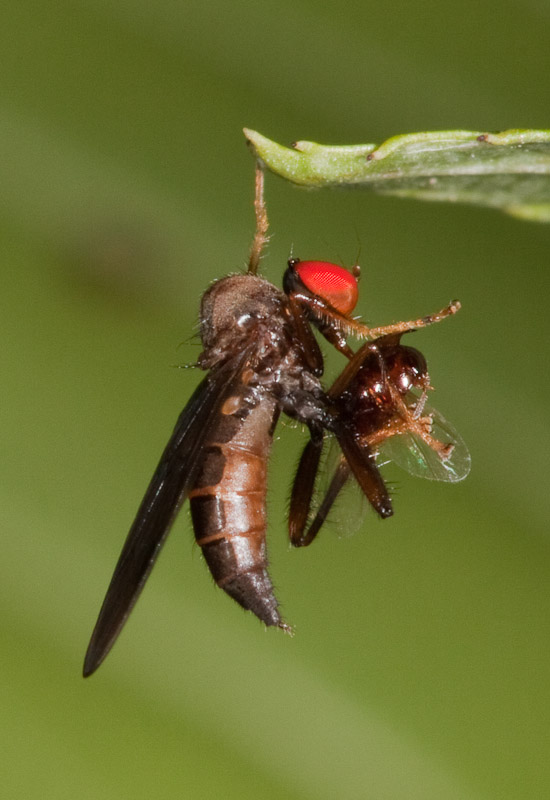 Dagger Fly with Prey | Nature Closeups