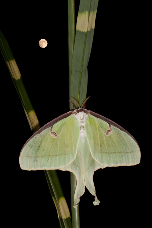 Late Summer Luna Moth | Nature Closeups