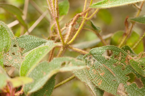 Crypsis Challenge #5 | Nature Closeups