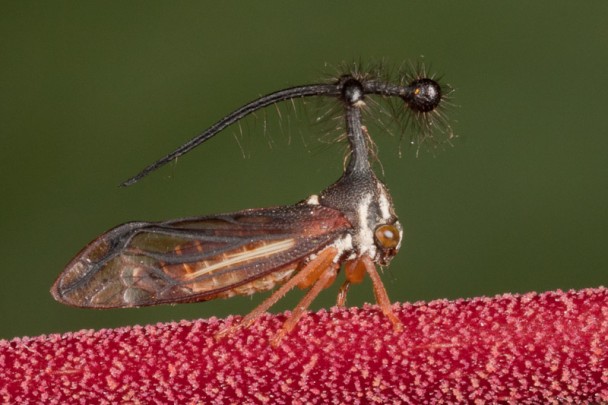 More Bell-bearer Treehoppers | Nature Closeups