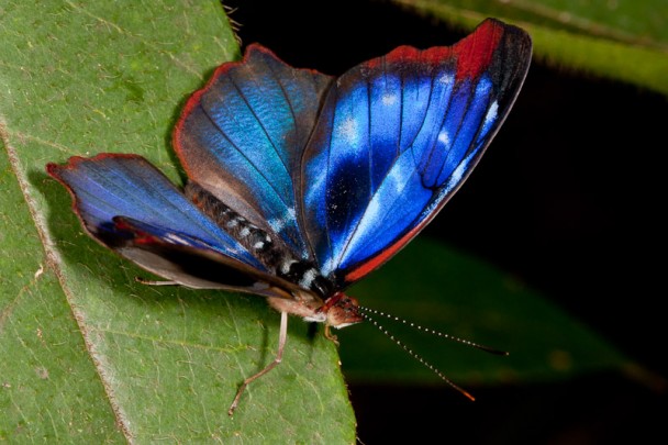 Colorful Butterfly | Nature Closeups