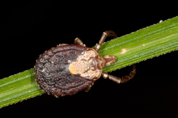 Tick Anatomy Lesson | Nature Closeups