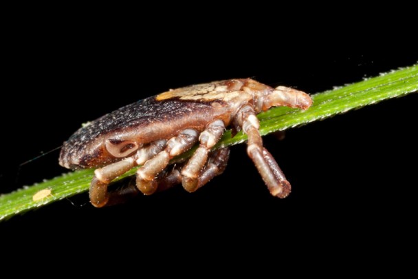 Tick Anatomy Lesson | Nature Closeups