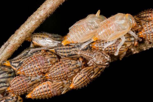 Freshly Molted Treehopper Nymphs | Nature Closeups