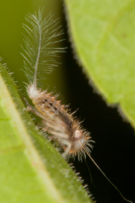 Unidentified Nymph | Nature Closeups