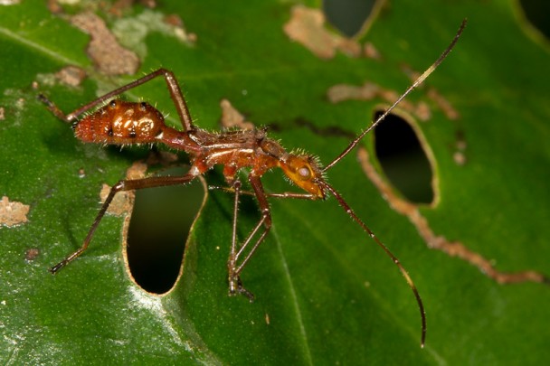 Ant-mimicking Broad-headed Bug Nymphs | Nature Closeups