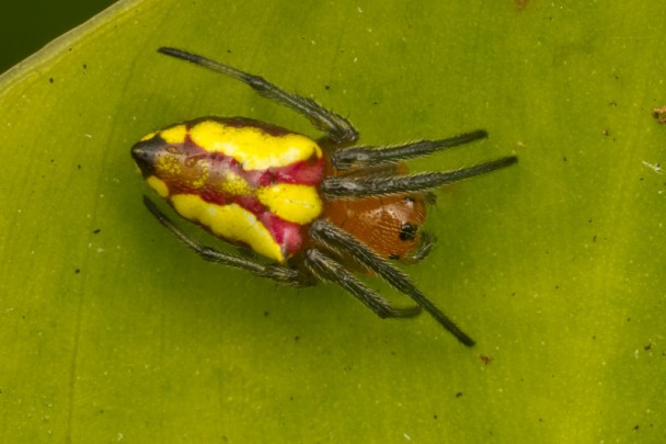 Alpaida species? | Nature Closeups