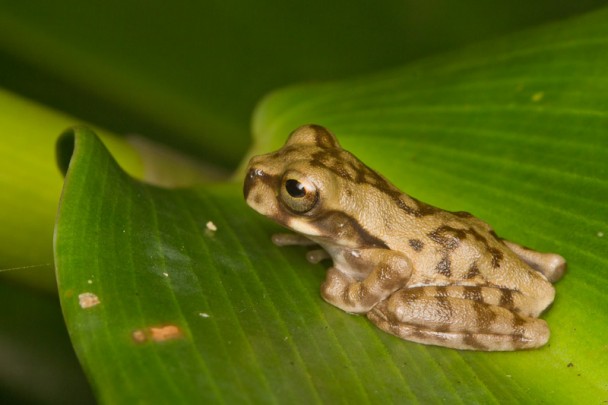 Juvenile Tree Frogs | Nature Closeups