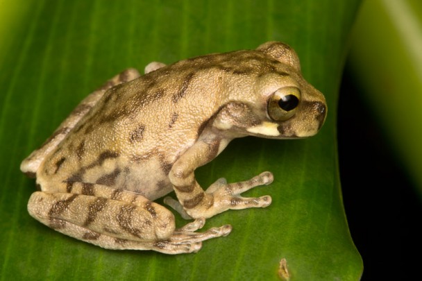 Juvenile Tree Frogs | Nature Closeups