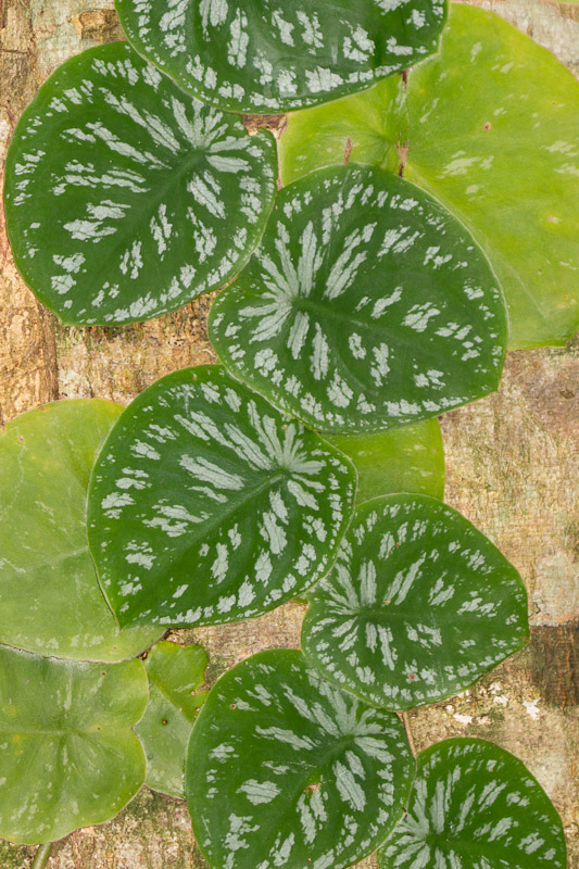 Shingling | Nature Closeups