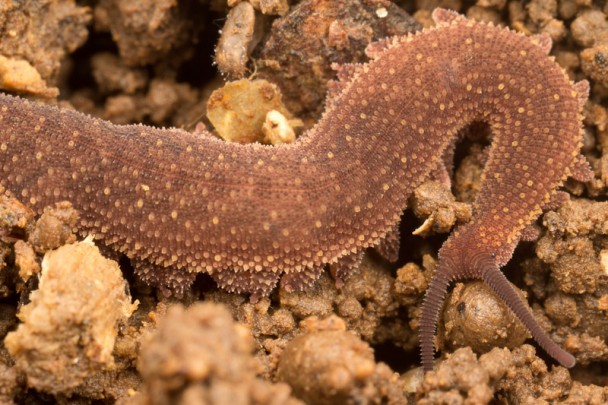 Velvet Worm Identification | Nature Closeups