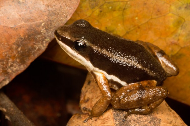 Rocket Frog: An Atypical Dendrobatid | Nature Closeups