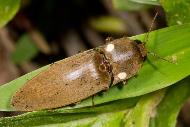 Headlight Beetle | Nature Closeups