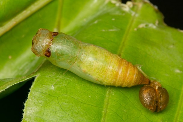 Concealed Pupa | Nature Closeups