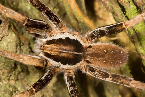 Male Wandering Spider | Nature Closeups