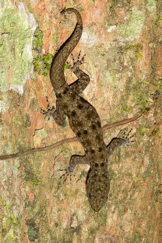 Female Yellow-headed Gecko | Nature Closeups
