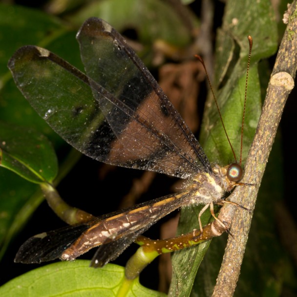 Owlfly | Nature Closeups