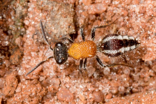 Velvet Ant | Nature Closeups