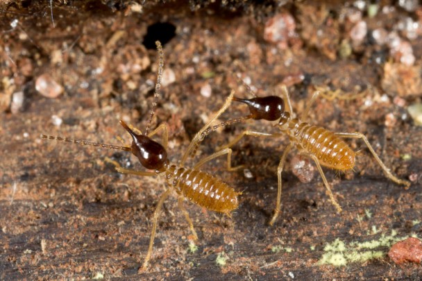 Nasutitermes Termites | Nature Closeups