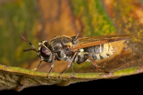 Soldier Fly | Nature Closeups