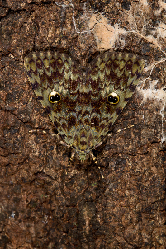 Crypsis Challenge #15 Reveal: Moth | Nature Closeups