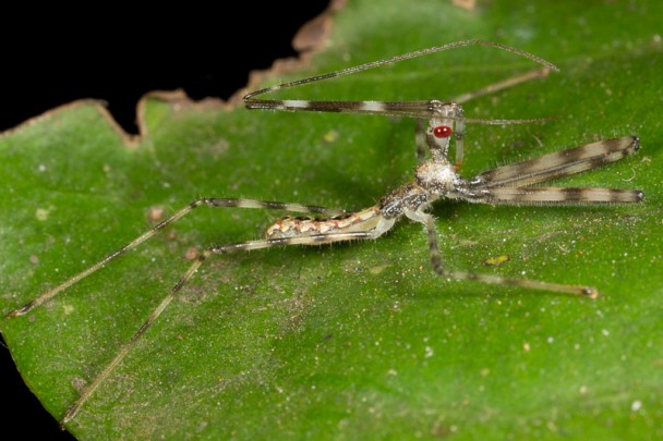 Immature Assassin Bug | Nature Closeups