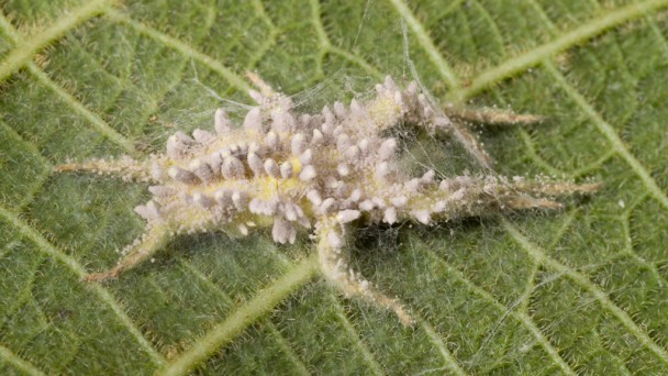 Spider Corpse with Fungus | Nature Closeups