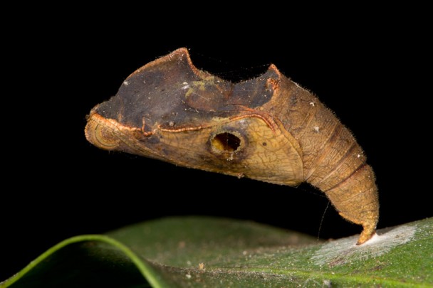Parasitized Brush-footed Butterfly Chrysalis | Nature Closeups