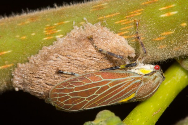 Aetalionid | Nature Closeups