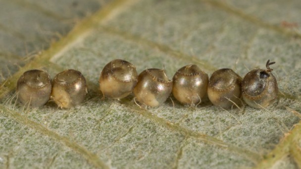 Parasitoid Wasp Emerging | Nature Closeups