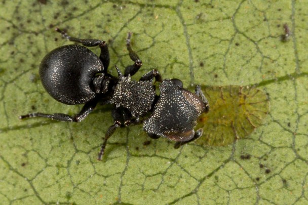 Scale Insects | Nature Closeups