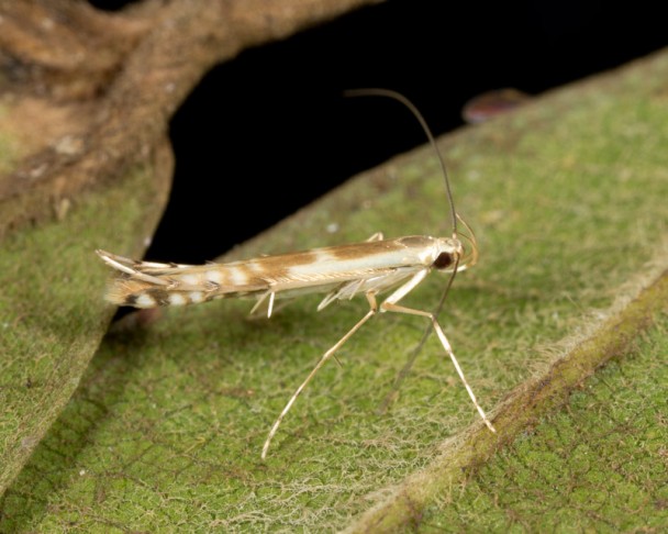 Micromoth | Nature Closeups