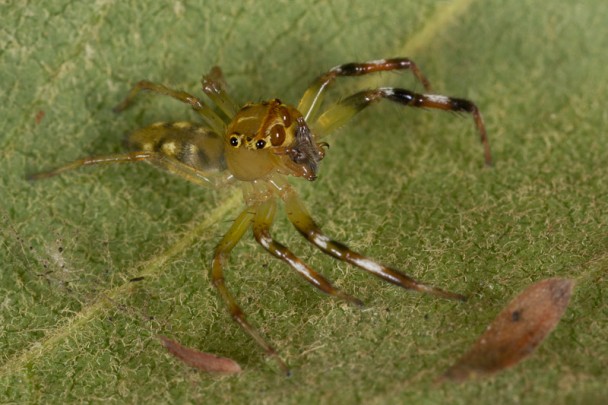 Jumping Spider with Hooked Chelicerae | Nature Closeups