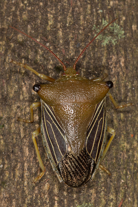 Shield Bug, Taking Flight | Nature Closeups