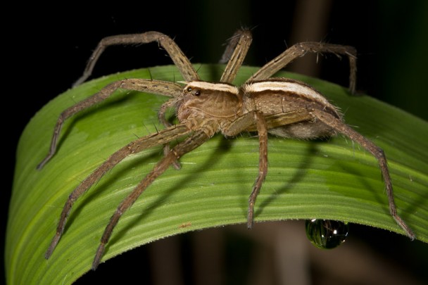Hunting Spider on Grass | Nature Closeups