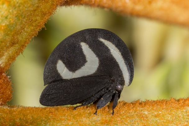 Membracis Treehoppers and Nymphs | Nature Closeups