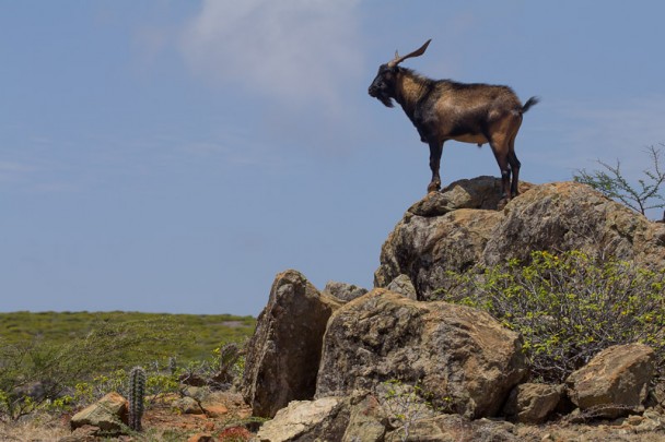 Wild Goat | Nature Closeups