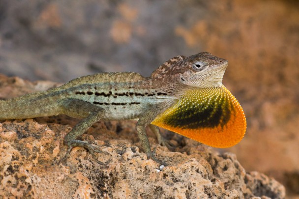 Striped Anole, Displaying | Nature Closeups