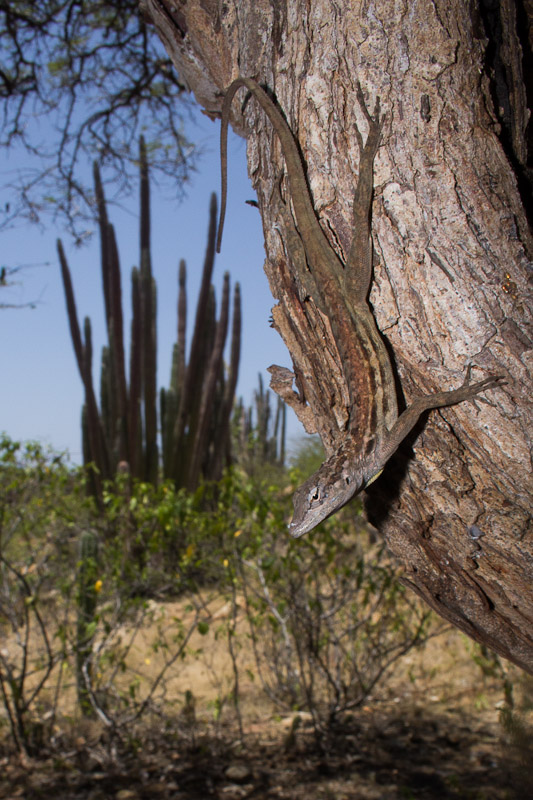 Aruban Lizard on Tree | Nature Closeups