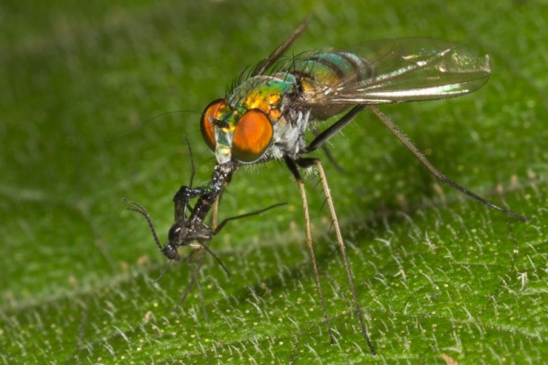 Long-legged Fly with Prey | Nature Closeups