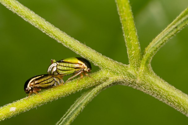 Mating Treehoppers | Nature Closeups